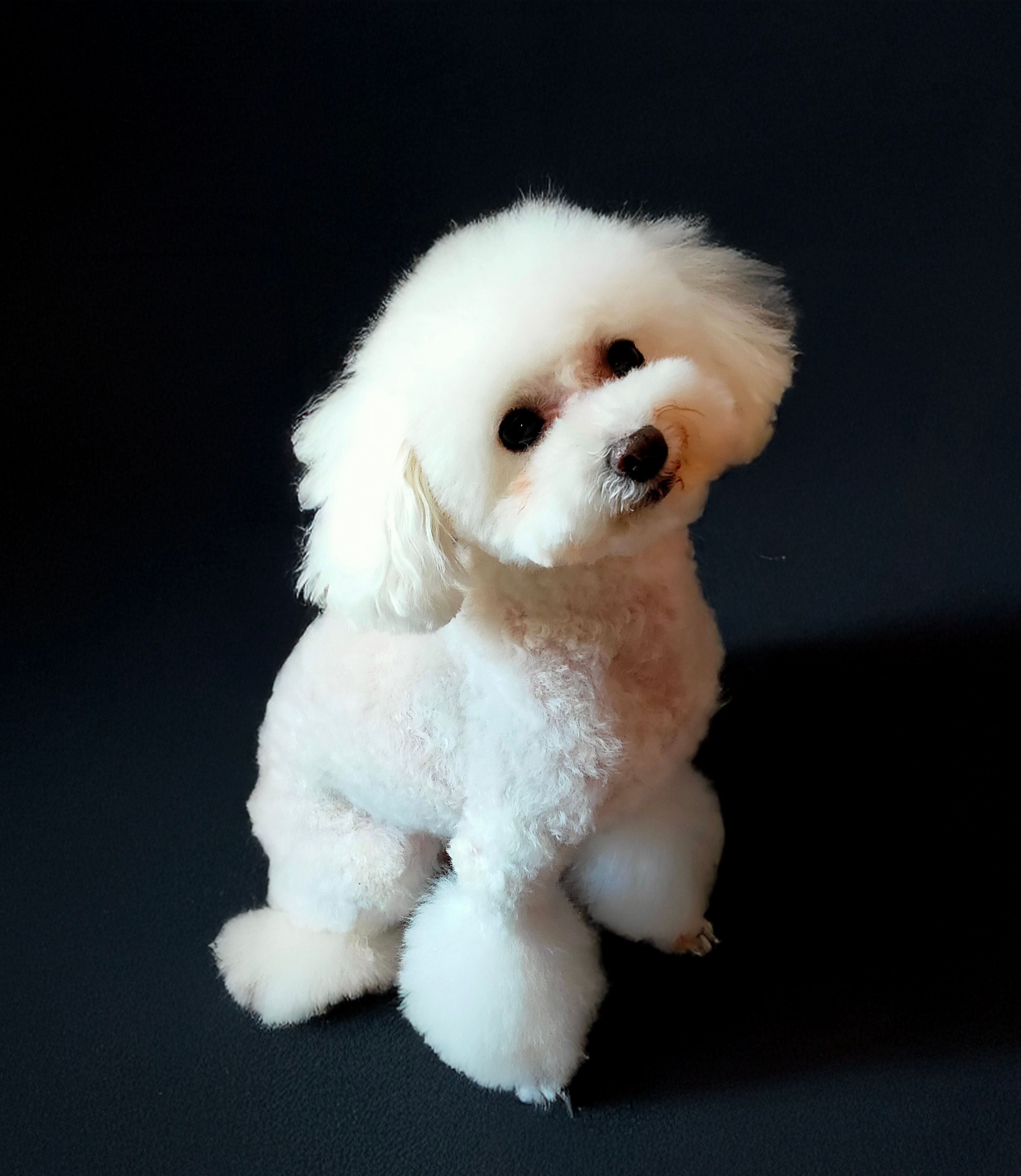 ドッグサロン ソレイユ枚方本店 | シェリー飼い主ポータル (CHERIEE)